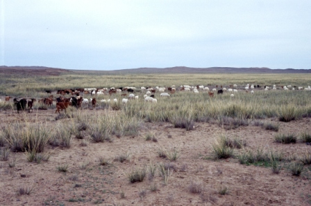 LUNEDI' 04 07 - DA SAIKHAN OVOO CAMP A GOBIIN ANAR CAMP - Gamberetta